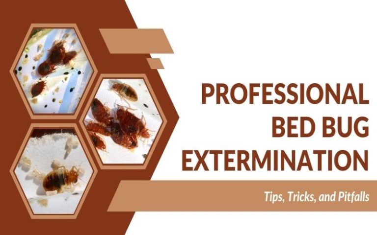 Professional Bed Bug Extermination: Tips, Tricks, and Pitfalls - Celebfleet
