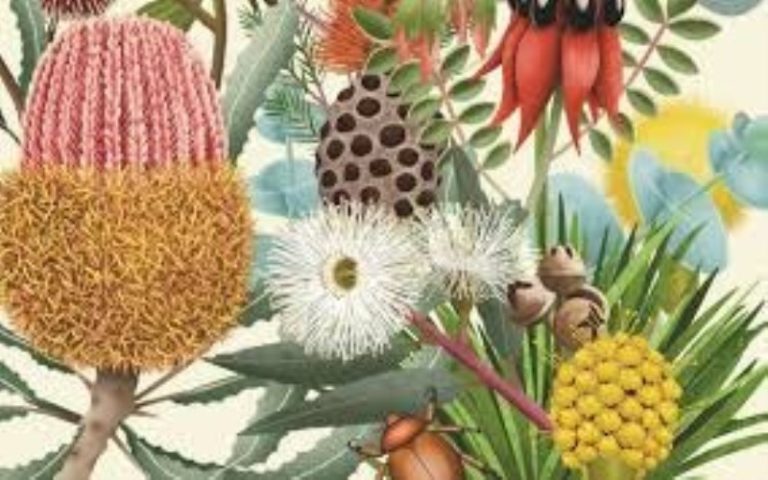 Exploring Australian Native Plants: A Guide to Indigenous Flora ...
